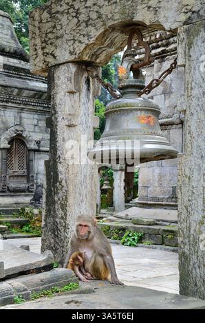 Monkeys sitting at exterior of Hindu temple in Madurai, India Stock ...