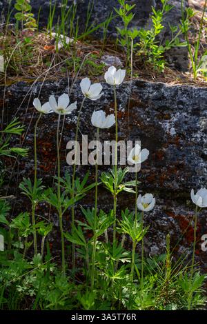 Anemonoides sylvestris Anemone sylvestris, known as snowdrop anemone or ...