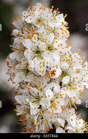 Blooming Hawthorn Flowers in Spring Stock Photo - Alamy