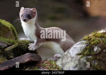 stoat stoats mustelid mustelids carnivore carnivores mammal mammals ...