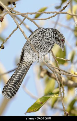 Asian koel - Eudynamys scolopaceus Stock Photo - Alamy