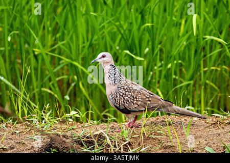 eastern spotted dove, Spilopelia chinensis, Spilopelia chinensis ssp ...