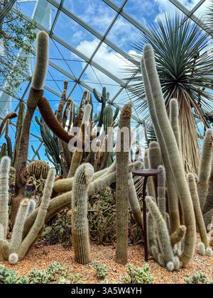various types of succulent in flower pots in the greenhouse. Closeup ...