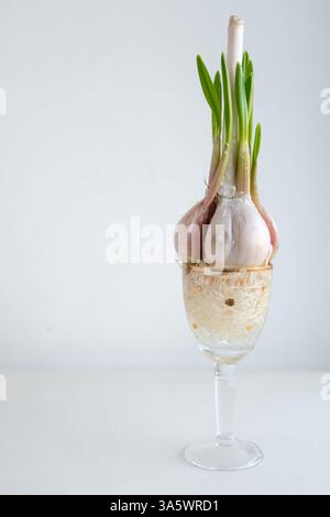 Growing garlic in water. Sprouting garlic cloves. Hydroponic garlic ...