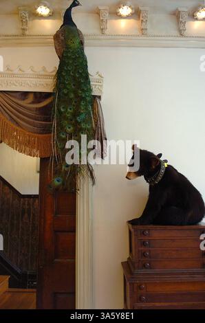 A stuffed bear cub and peacock are part of the dÃ©cor in the living ...