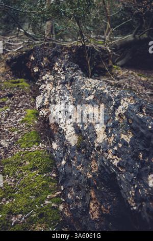 An old fallen tree lies on the surface of the river, summer forest ...