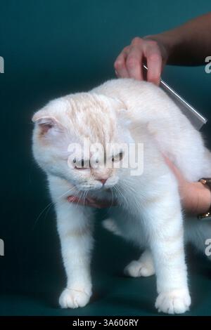 The Longhaired Scottish Fold is a breed of cat known for its ...