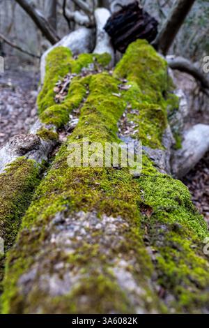 Moss growing on dead fallen trees in a forest Stock Photo - Alamy