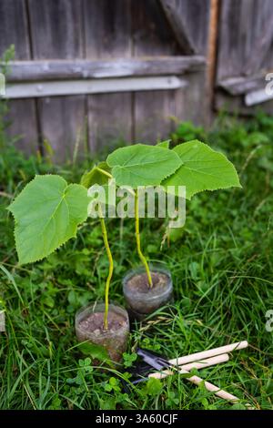 Planting a paulownia sapling Stock Photo - Alamy
