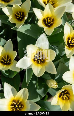 Tulip Fosteriana 'Concerto' an early flowering variety with white and ...