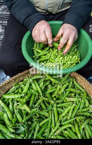 hands of a man peeling peas in the souk, Tetouan, Morocco, North Africa ...