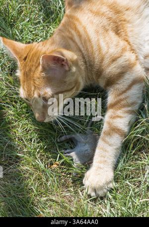 Cat and mouse in garden. Cat catching mouse Stock Photo - Alamy