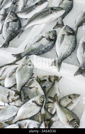 Catching fish - freshwater common bream known as bronze bream or carp ...