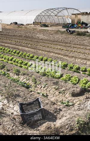 Lettuce field in rows. Sunny day Stock Photo - Alamy
