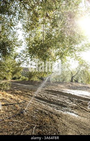 Olive trees and irrigation systems Stock Photo - Alamy