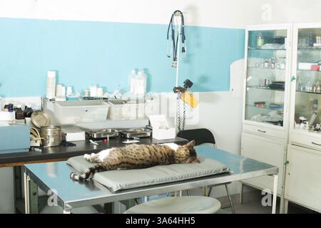 Cat anesthesia in veterinary Stock Photo - Alamy