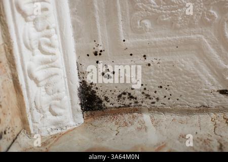 Wall affected with black mold indoors, closeup view Stock Photo - Alamy