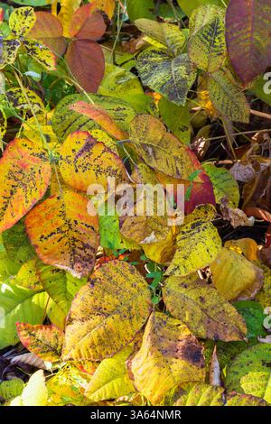 Poison Ivy in Fall colors with reflections in the water. A Florida ...