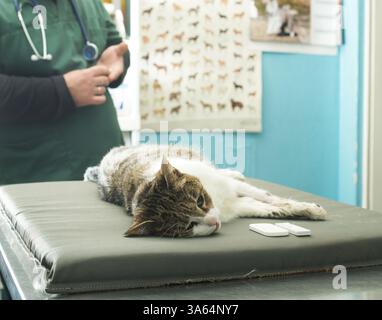 Veterinary Blood test. Cat in vetrinary Stock Photo - Alamy