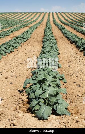 Cabbage plantation. Cabbage arranged in rows, clean soil Stock Photo ...