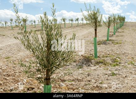 Small olive trees in a row. Yang olive plantation Stock Photo - Alamy