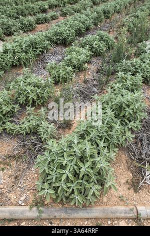Sage spice plantations on a rows Stock Photo - Alamy