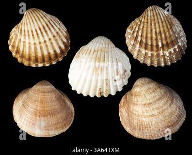 Clams shells black isolated Stock Photo - Alamy