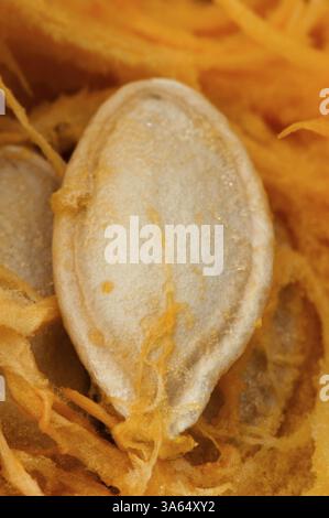 Seeds inside the pumpkin. Very close up Stock Photo - Alamy