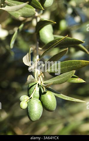 A closeup shot of olive tree branches in bright sunlight with blur ...