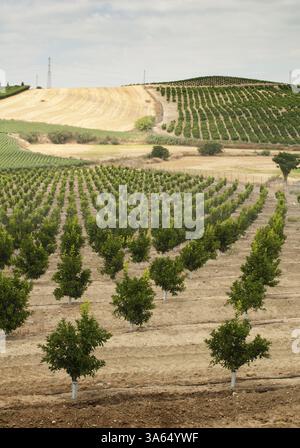 Young orange trees planted in rows Stock Photo - Alamy