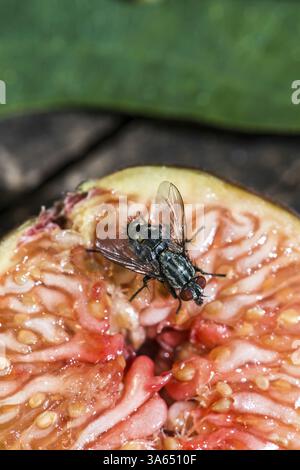 Tropical Fruit Fly Drosophila Diptera Parasite Insect Pest on Vegetable ...