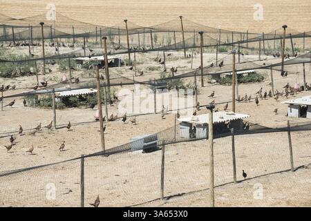 Farm for breeding pheasants Stock Photo - Alamy