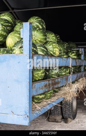 Watermelons in the trailer of a tractor Stock Photo - Alamy