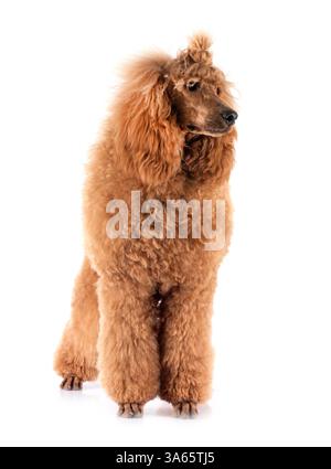 standard poodle in front of white background Stock Photo - Alamy