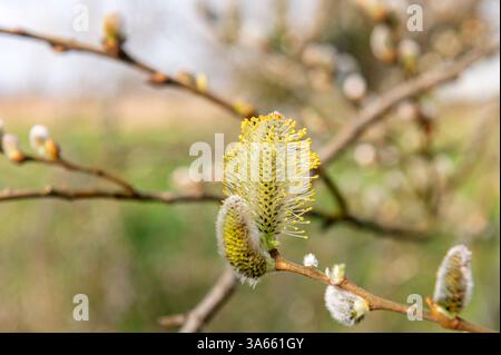 General stock - gardening. Spring catkin or ament spikes on a tree ...