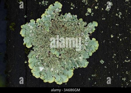 Powdered Speckled Shield Lichen (Punctelia subrudecta Stock Photo - Alamy