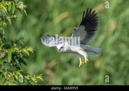 Black-winged Kite in flight, Kruger National Park Stock Photo - Alamy