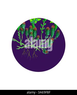 Textured background of the plant, Sedum album, or white stonecrop, full ...