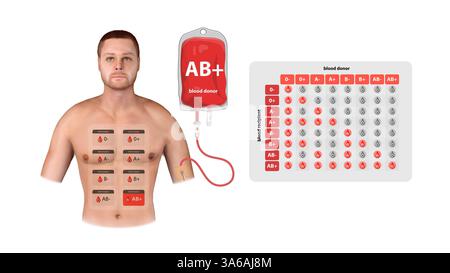 A 3D medical infographic of an AB Positive donor, showing transfusion ...