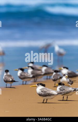 Crested Terns Standing on Sand Beach of Stockton Beach, New South Wales ...