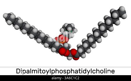 Dipalmitoylphosphatidylcholine, DPPC molecule. Natural phospholipid ...
