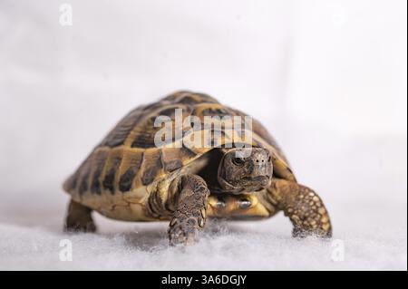 Russian tortoise (Testudo horsfieldii) standing on a field of gravel ...