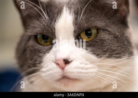 Cat stares intently. Yellow gray and white colored cat looking ...