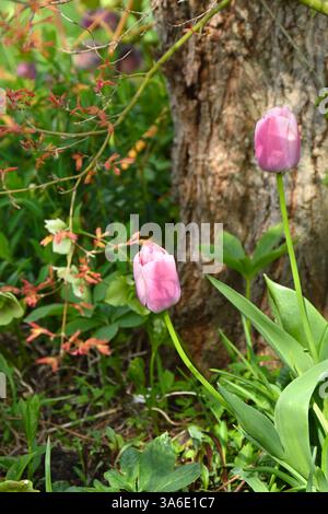 Orange Tulip flowering in early spring Stock Photo - Alamy