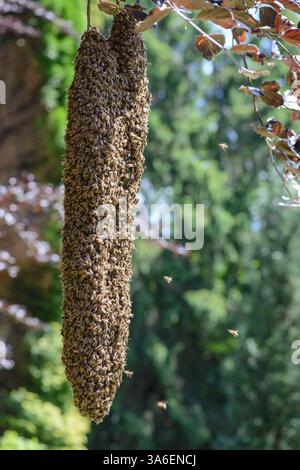 European honeybees Apis mellifera cluster in a swarm on the trunk of a ...