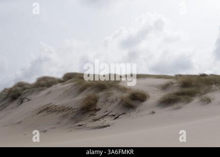 Spring impressions of costal sand dunes with wild grass and scarce ...