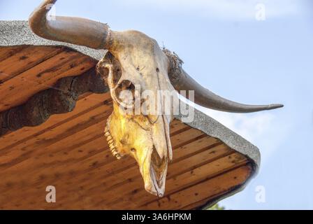 Cattle skull bull horn longhorn trophy Stock Photo - Alamy