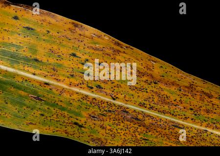 Corn tar spot fungus on leaf of cornstalk. Cornfield disease, farming ...