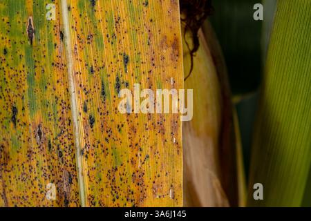 Corn tar spot fungus on leaf of cornstalk. Cornfield disease, farming ...