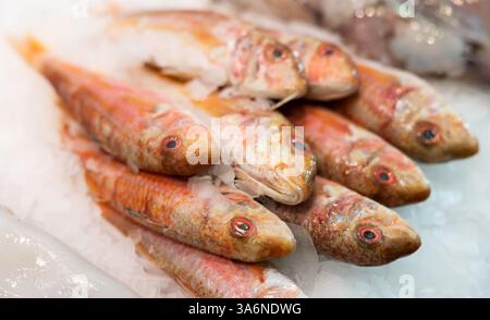 Crumbled ice, pile carcasses of red mullet lie on ice surface, close up ...